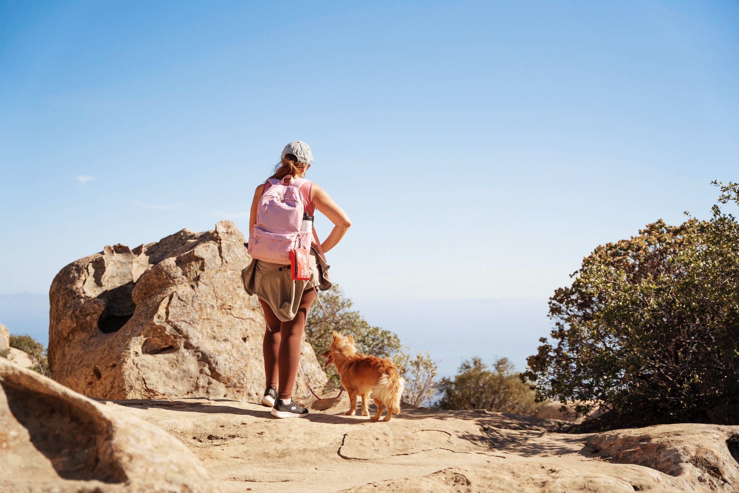 K9 First Aid Kit: Essential Guide for Dog Owners – Rubyloo